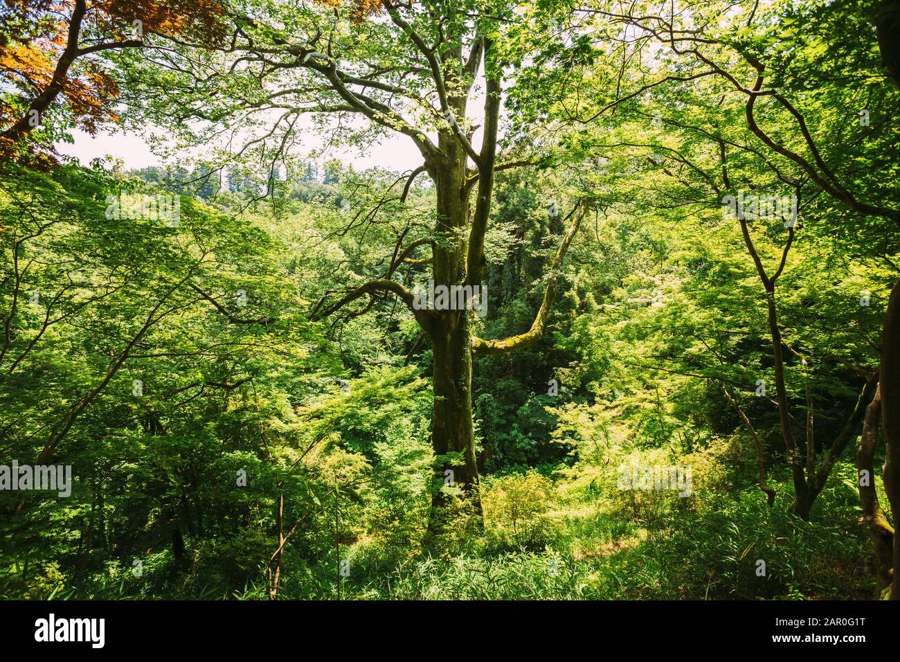 Spring Canopy Of Tall Tree Wood. Upper Branches Of Deciduous Trees At ...