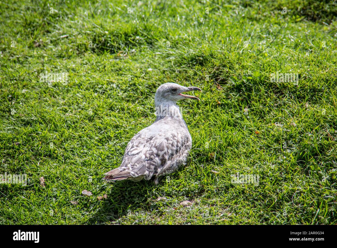 white laughing pigeon in the garden Stock Photo - Alamy