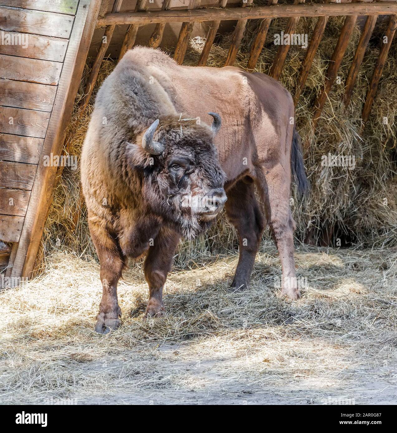 European bison (Bison bonasus), also known as wisent or the European ...