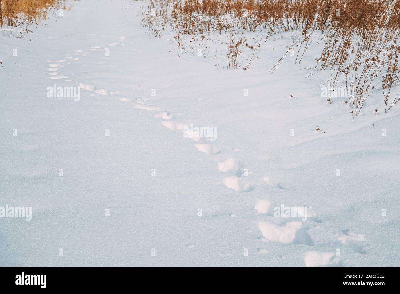 Human Footsteps footprints in deep snow In sunny winter day Stock Photo ...