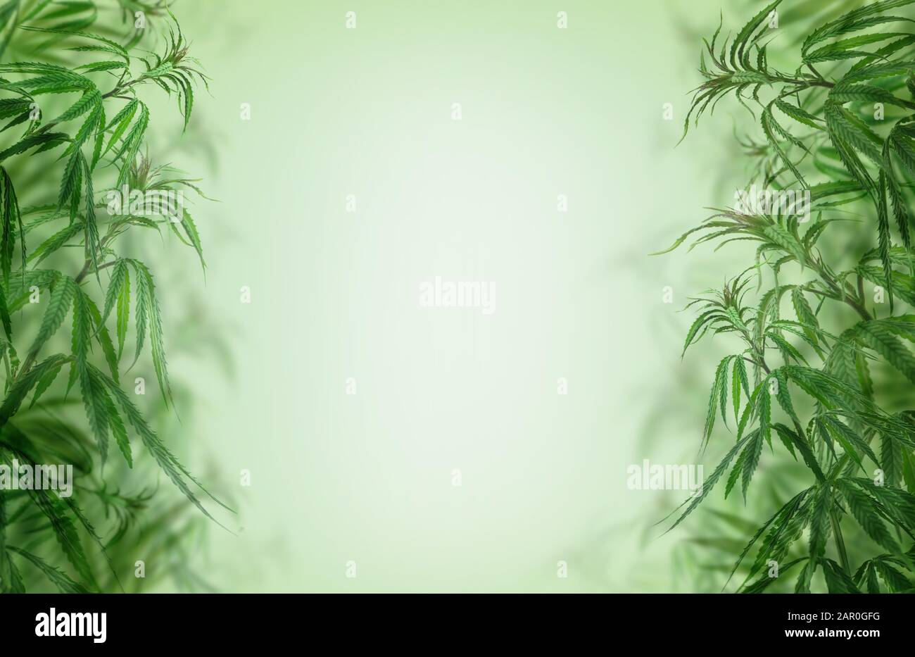 Green cannabis background, cultivation vegetation marijuana plants ...