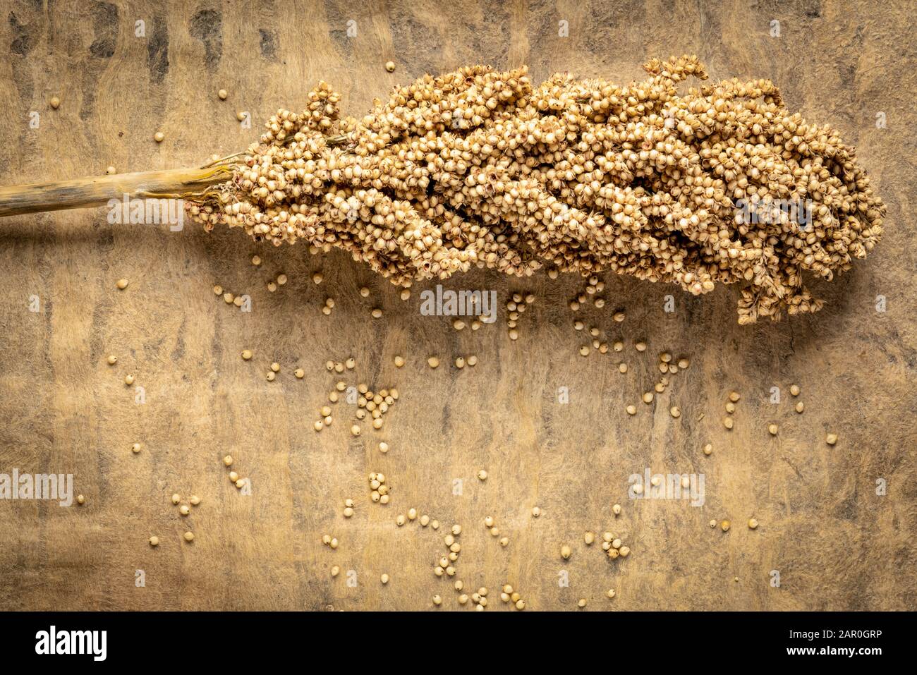 Sorghum seeds hi-res stock photography and images - Alamy