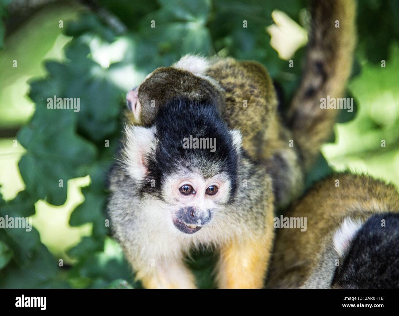 Squirrel monkey climbing in the tree Stock Photo - Alamy