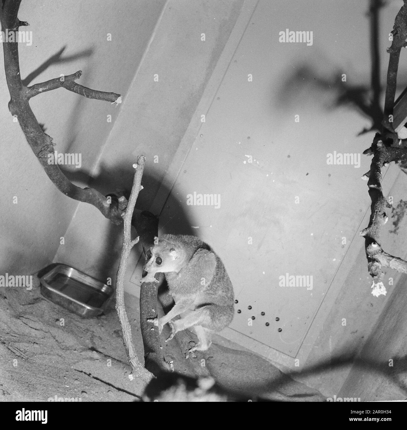 Angwantibo hi-res stock photography and images - Alamy