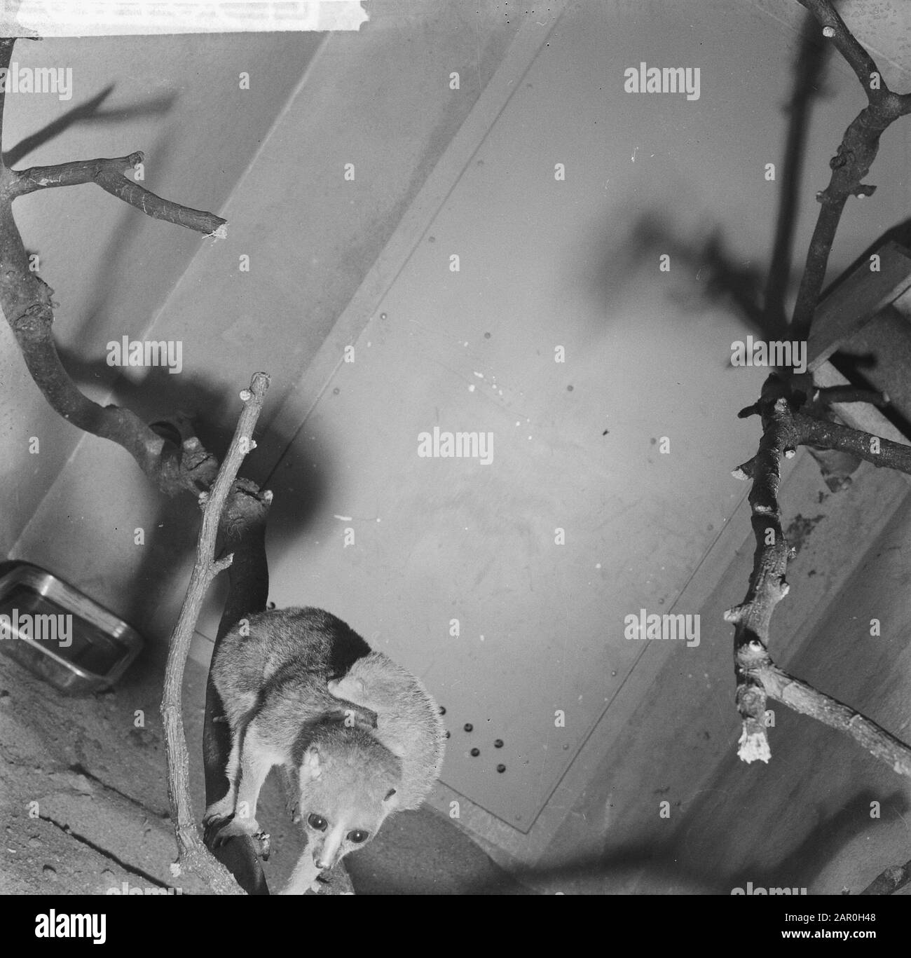 World first in Artis. An Angwantibo or Beermaki (half-monkey) born Date ...