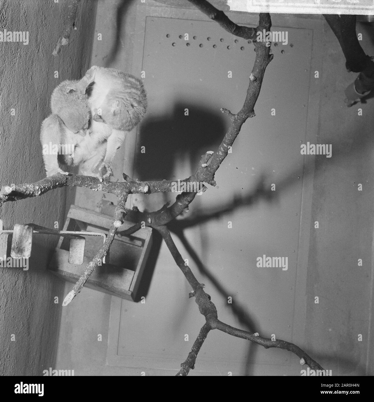 World first in Artis. An Angwantibo or Beermaki (half-monkey) born Date ...