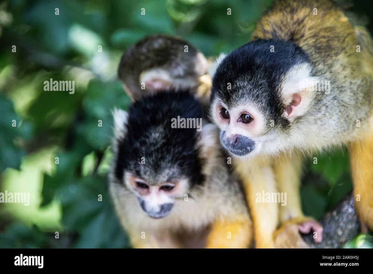 Squirrel monkey climbing in the tree Stock Photo - Alamy