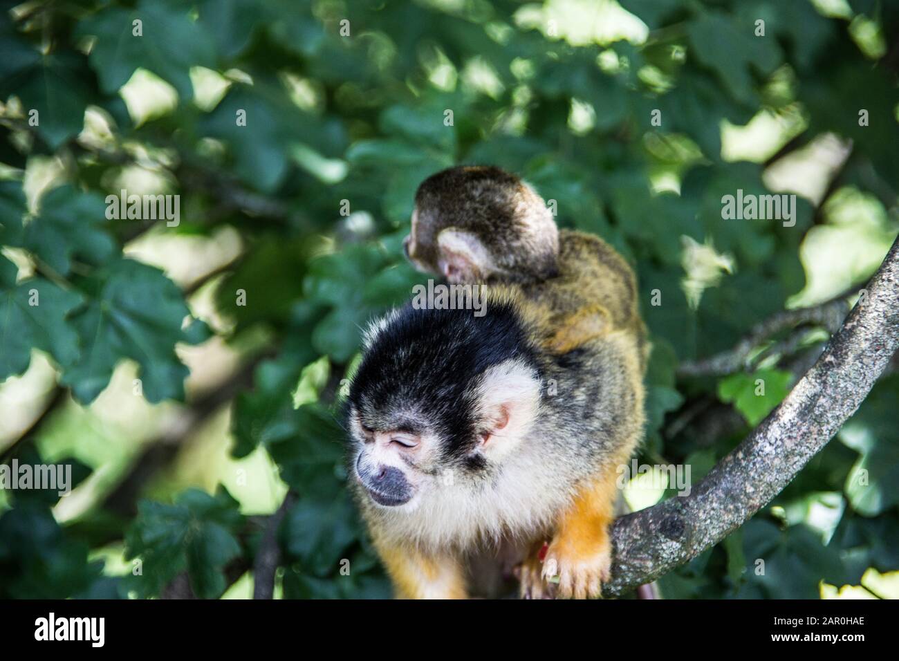 Squirrel monkey climbing in the tree Stock Photo - Alamy