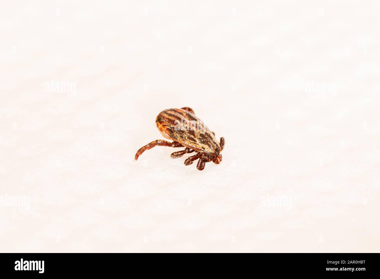 Dermacentor Reticulatus On White Paper Background. Also Known As The ...