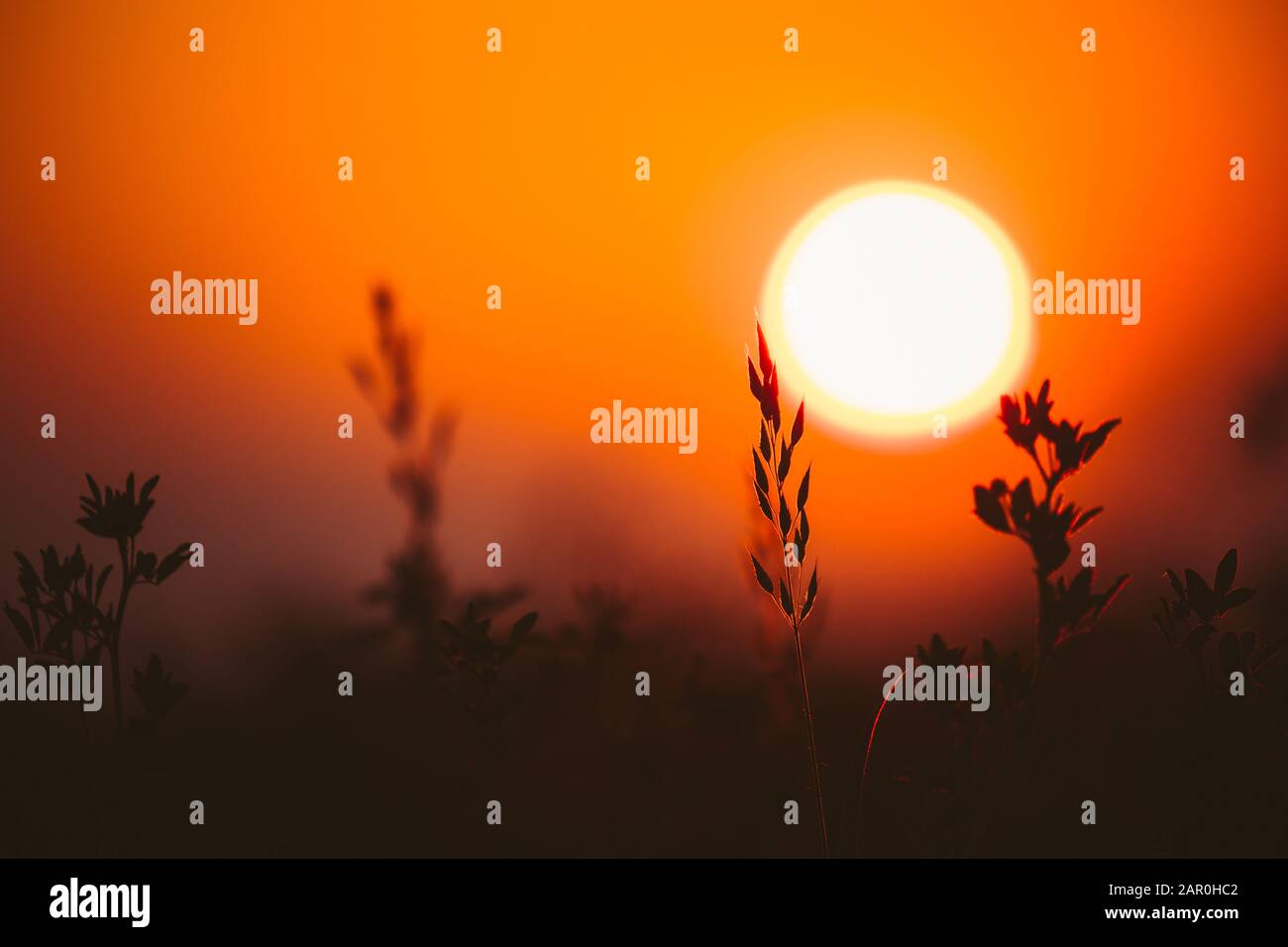 Sprouts sunrise hi-res stock photography and images - Alamy
