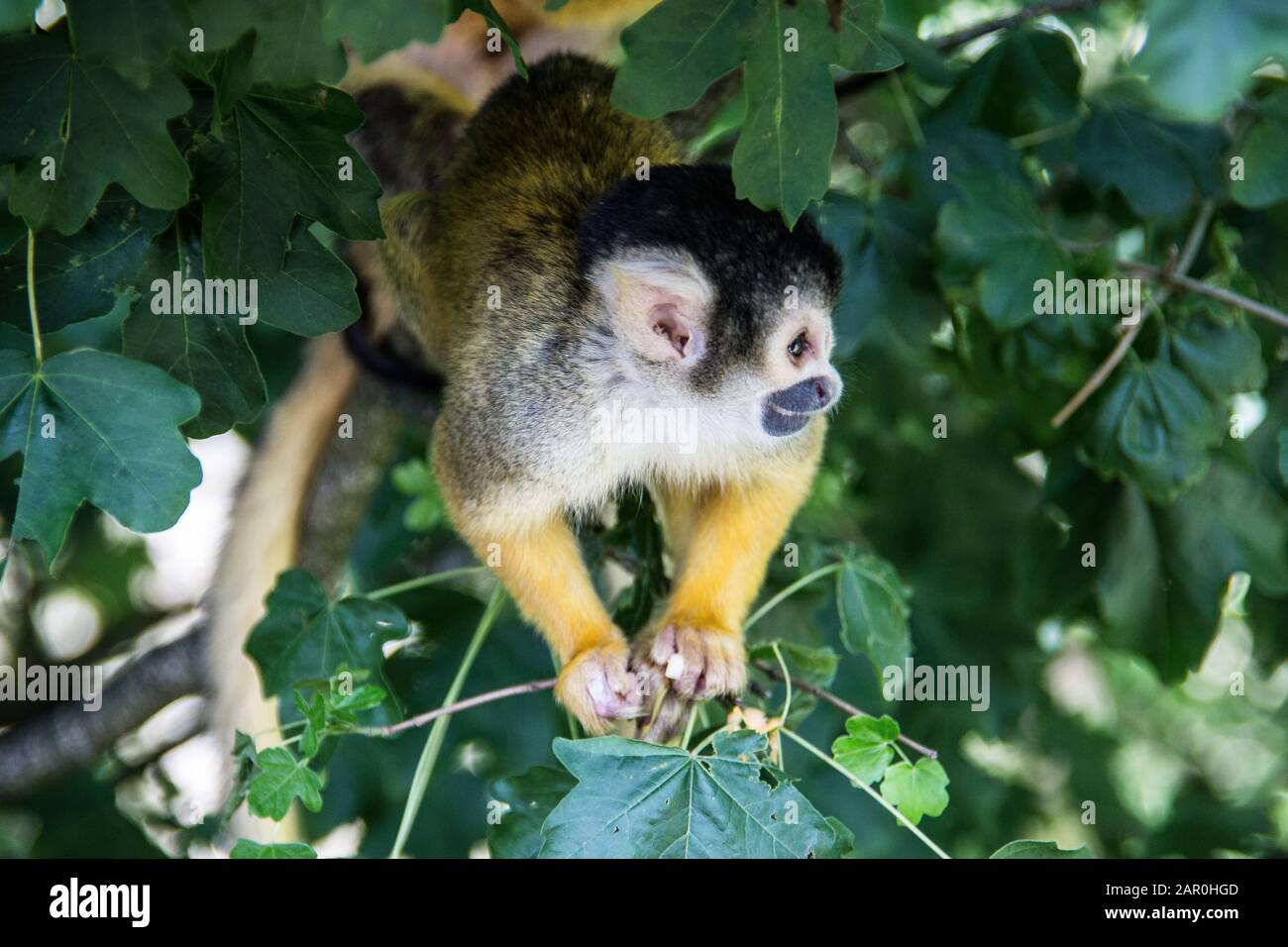Squirrel monkey climbing in the tree Stock Photo - Alamy