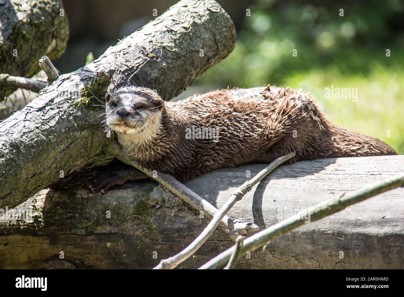 Fish otter foraging in the water Stock Photo - Alamy