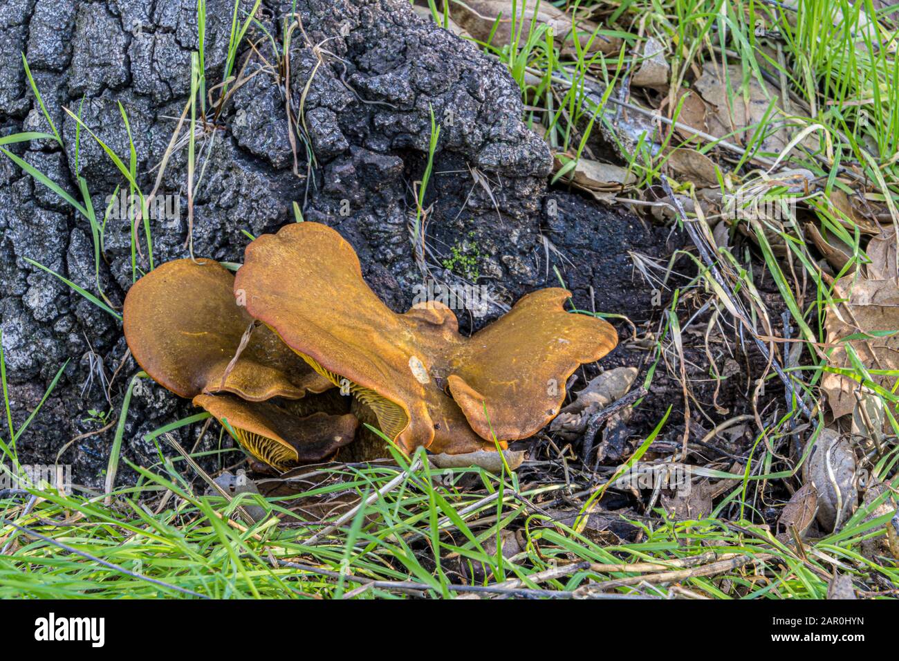 fungus mushroom growing on rotting tree Stock Photo - Alamy