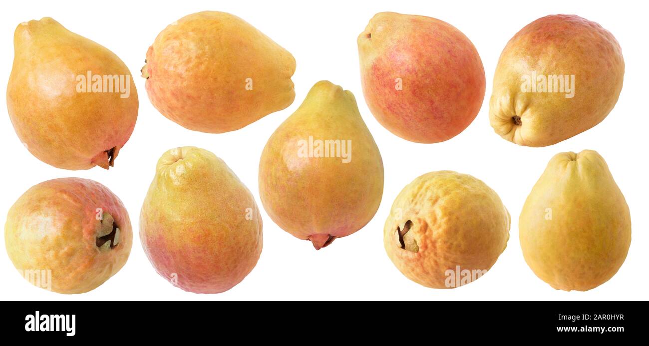 Isolated guava. Collection of whole yellow guava fruits isolated on ...