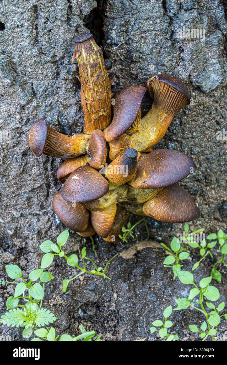 fungus mushroom growing on rotting tree Stock Photo - Alamy
