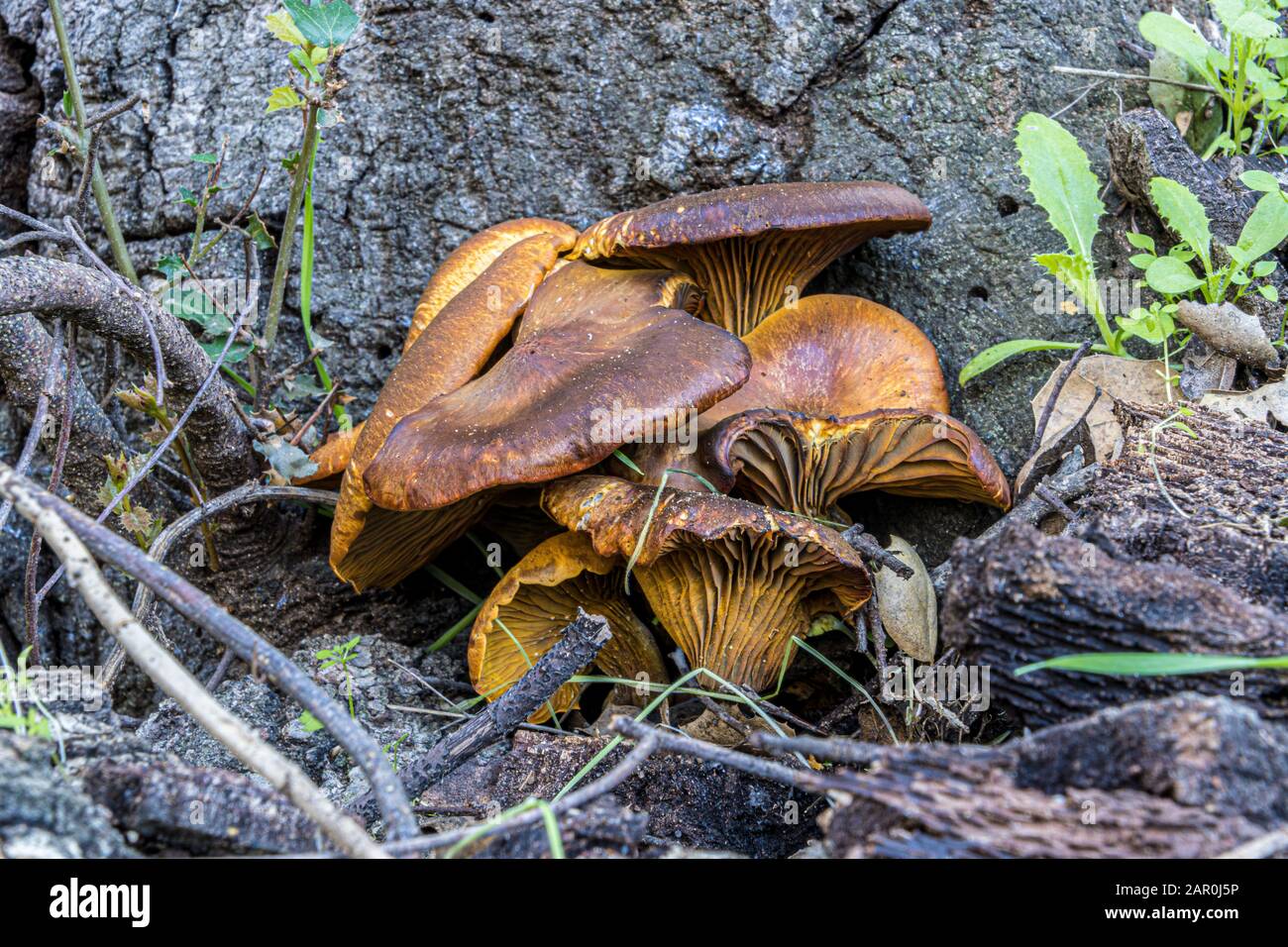 fungus mushroom growing on rotting tree Stock Photo - Alamy