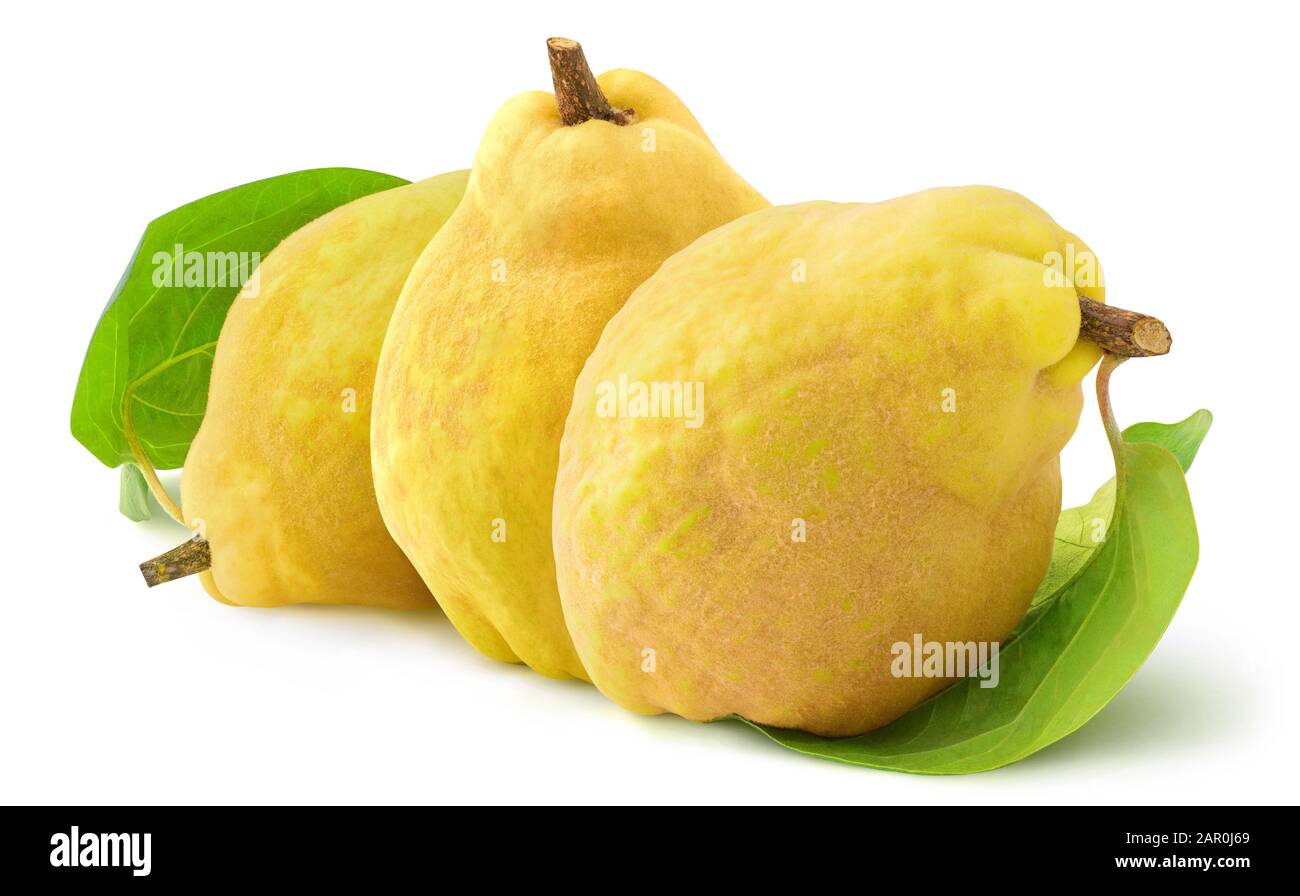 Isolated quinces. Three quince fruits in a row on white background with ...