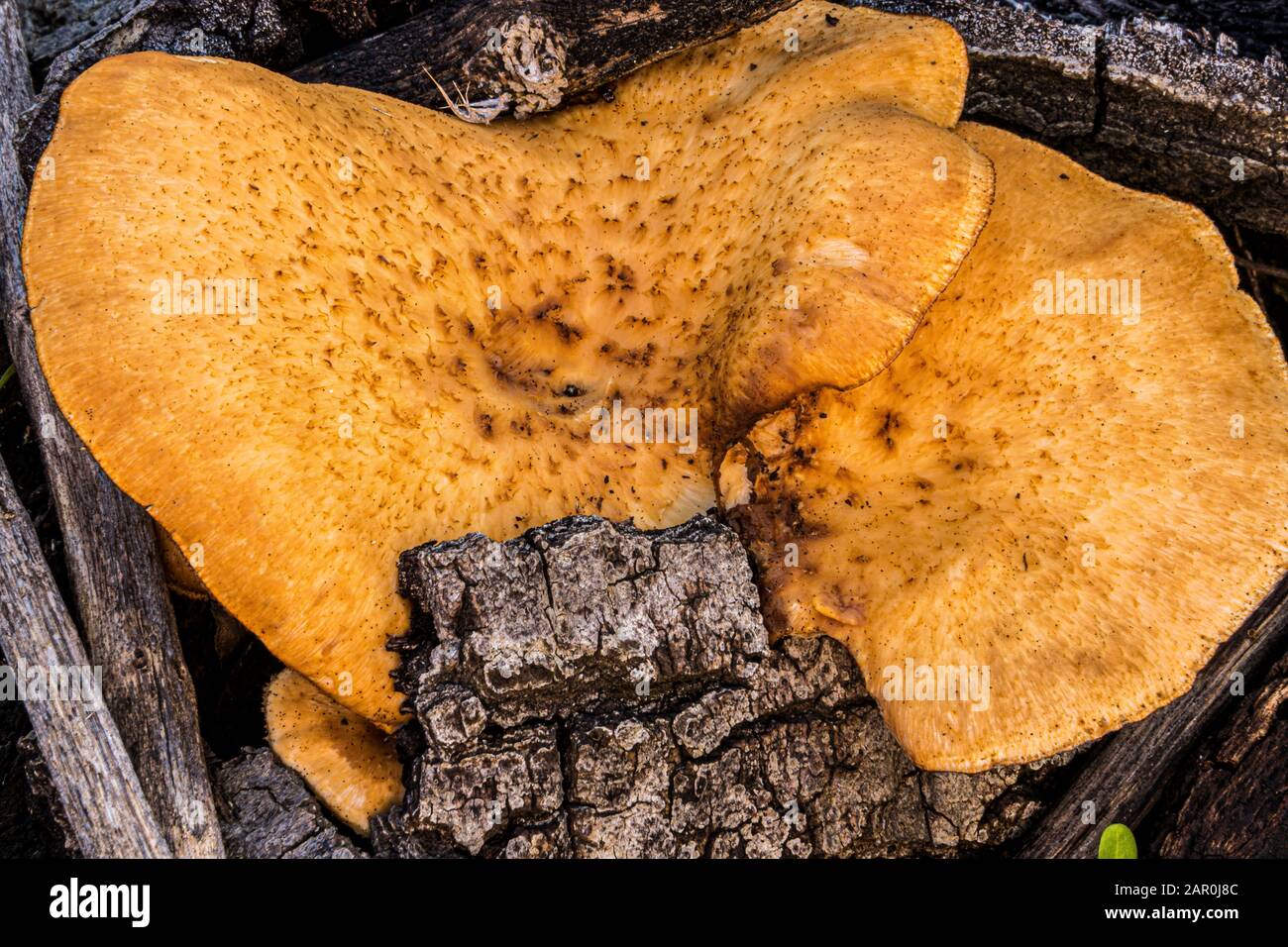 fungus mushroom growing on rotting tree Stock Photo - Alamy