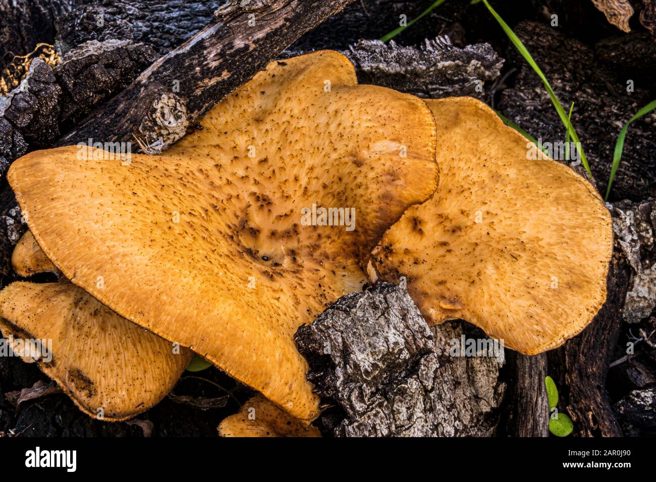 fungus mushroom growing on rotting tree Stock Photo - Alamy