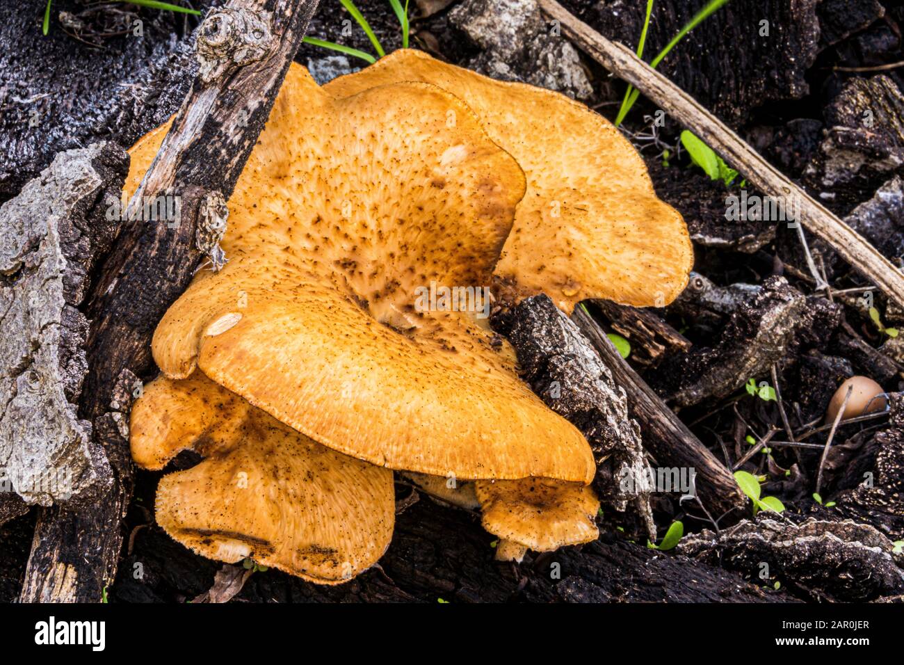 fungus mushroom growing on rotting tree Stock Photo - Alamy