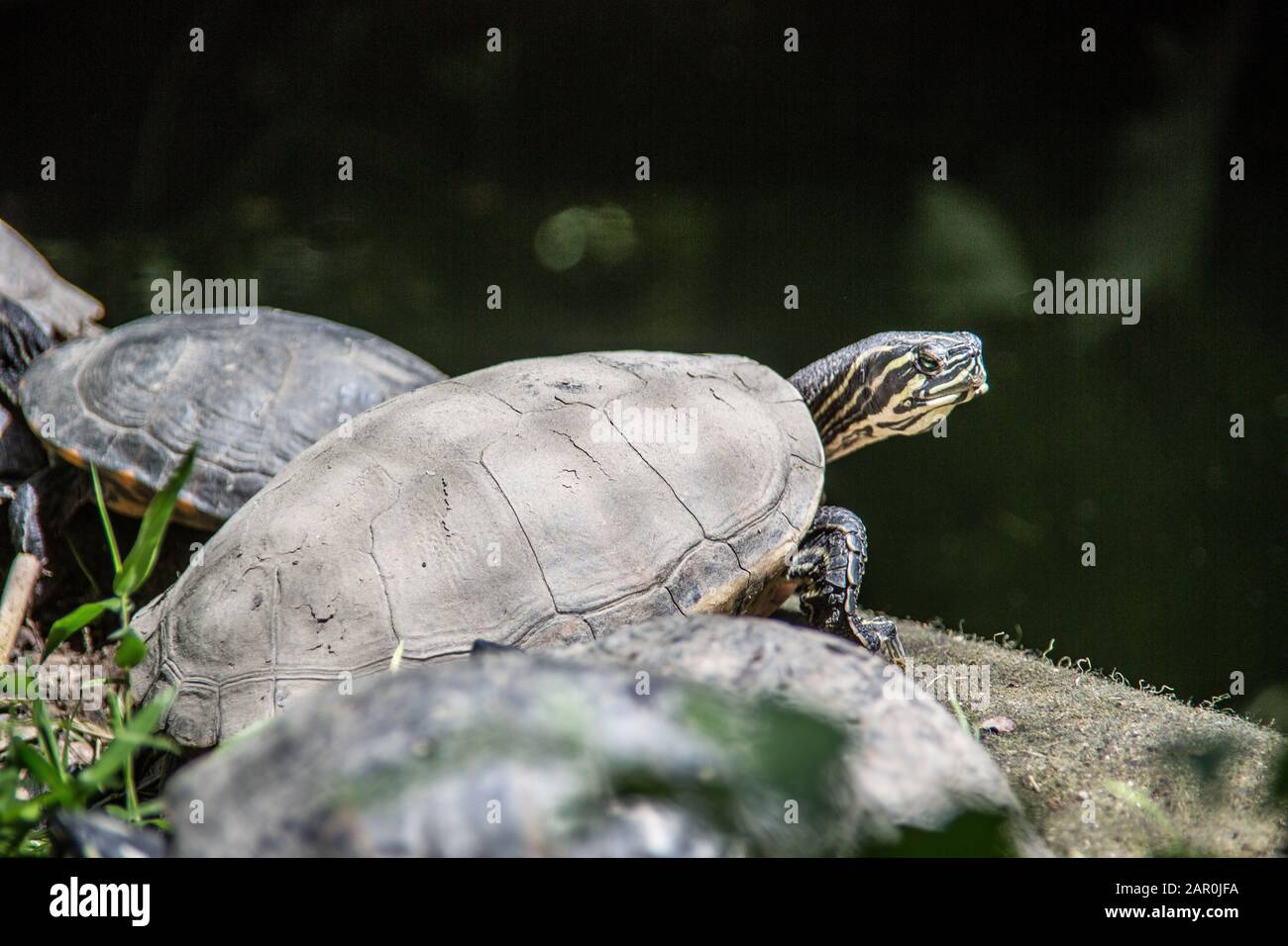 Mail turtles with shell on the water Stock Photo - Alamy
