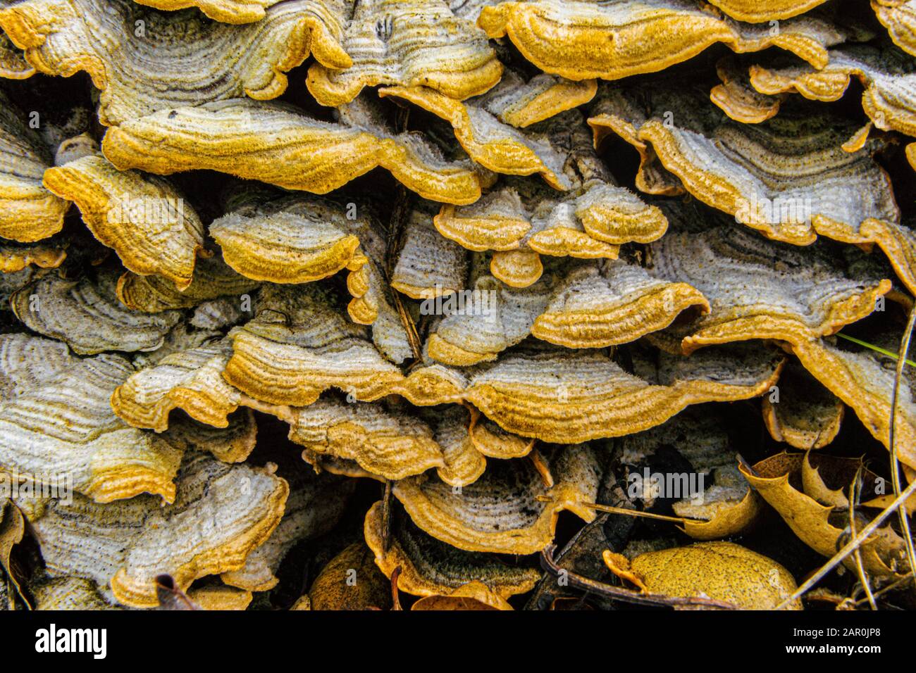 fungus mushroom growing on rotting tree Stock Photo - Alamy