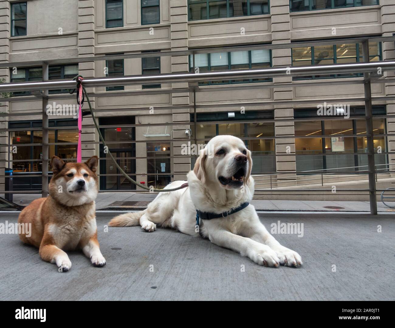 Two dogs waiting owner Stock Photo - Alamy