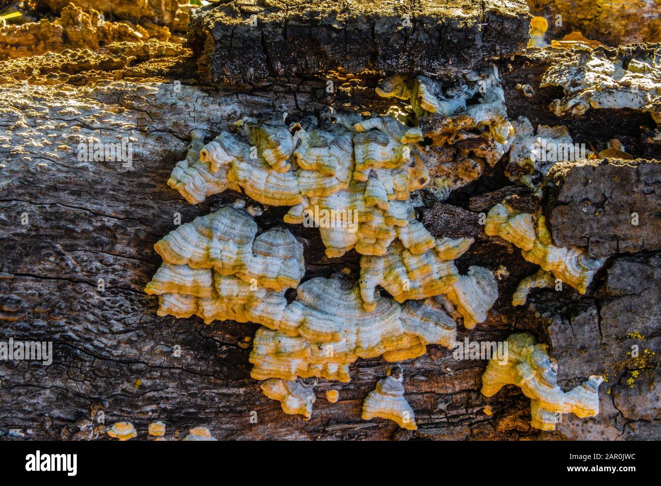 fungus mushroom growing on rotting tree Stock Photo - Alamy