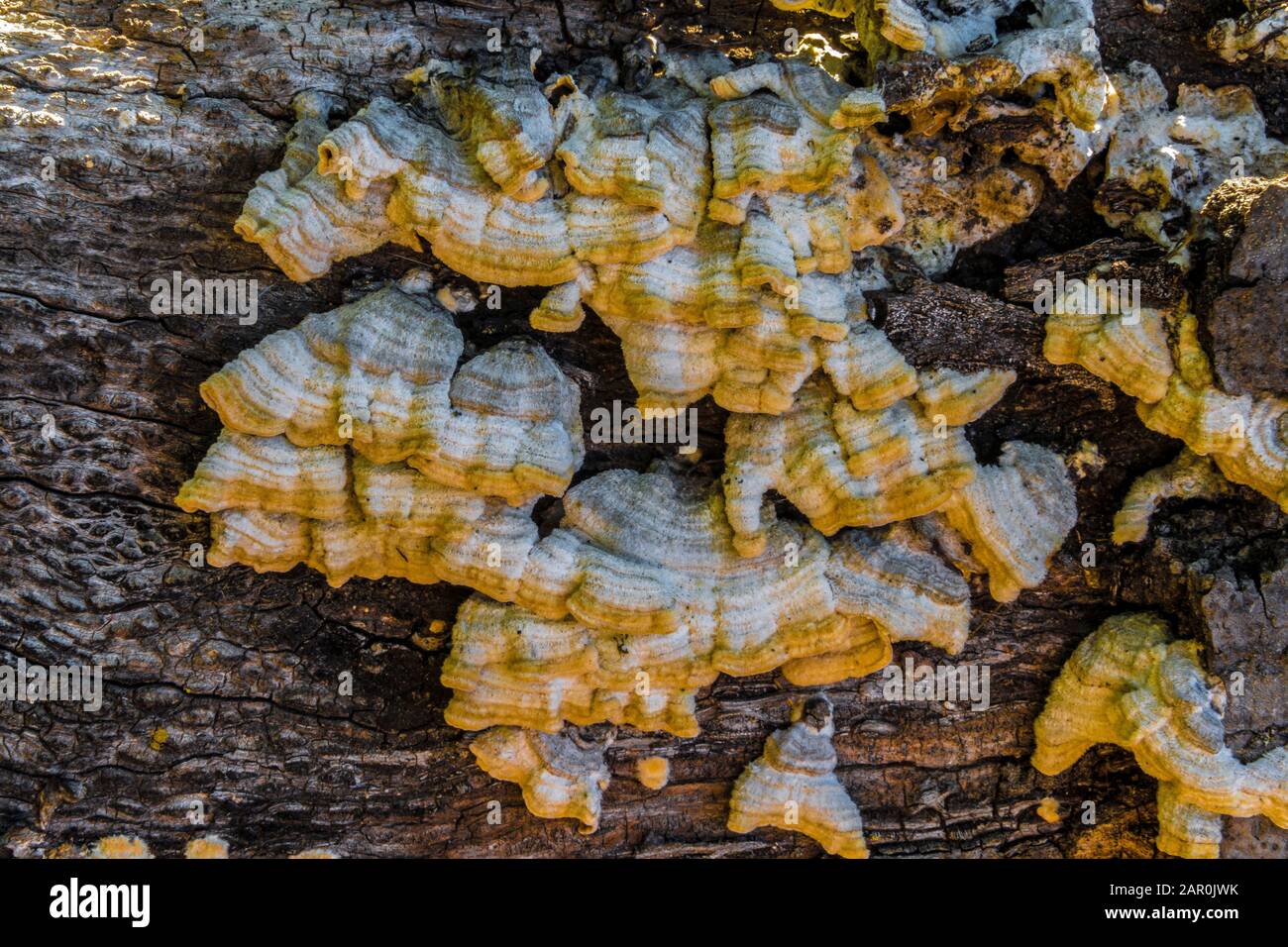 fungus mushroom growing on rotting tree Stock Photo - Alamy