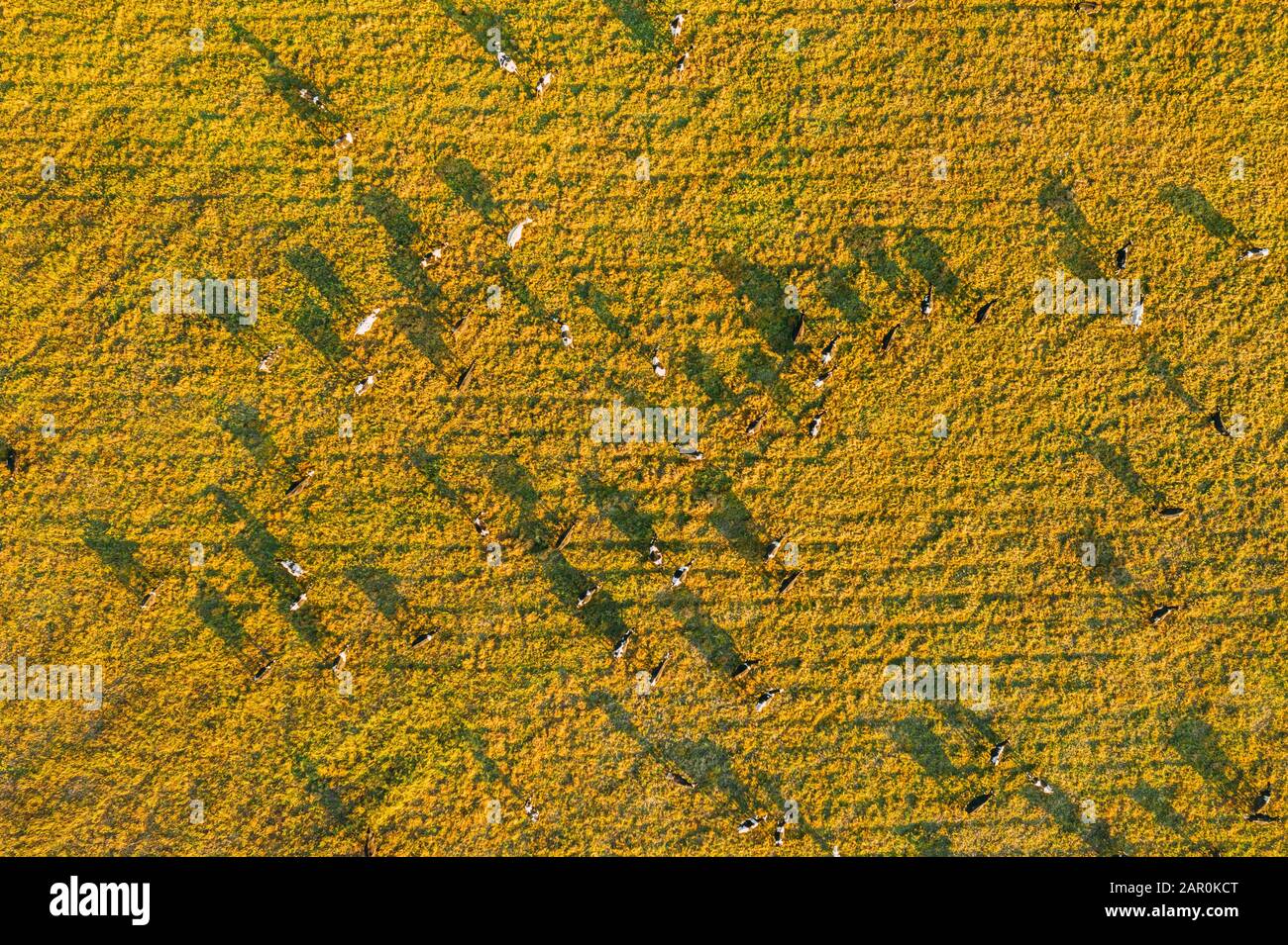 Aerial View Of Cattle Of Cows Grazing In Meadows Pasture. Summer Green ...