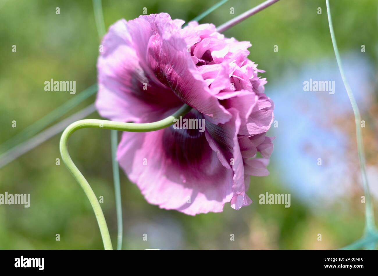 Curved stem hi-res stock photography and images - Alamy