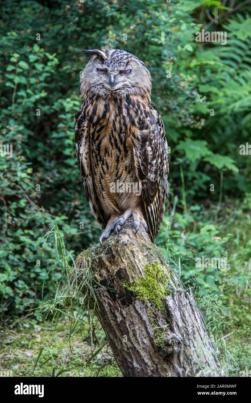 Bird perches on trunk hi-res stock photography and images - Alamy