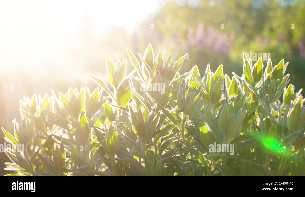 Grass flowers at sunrise, plant in morning with sunlight Stock Photo ...