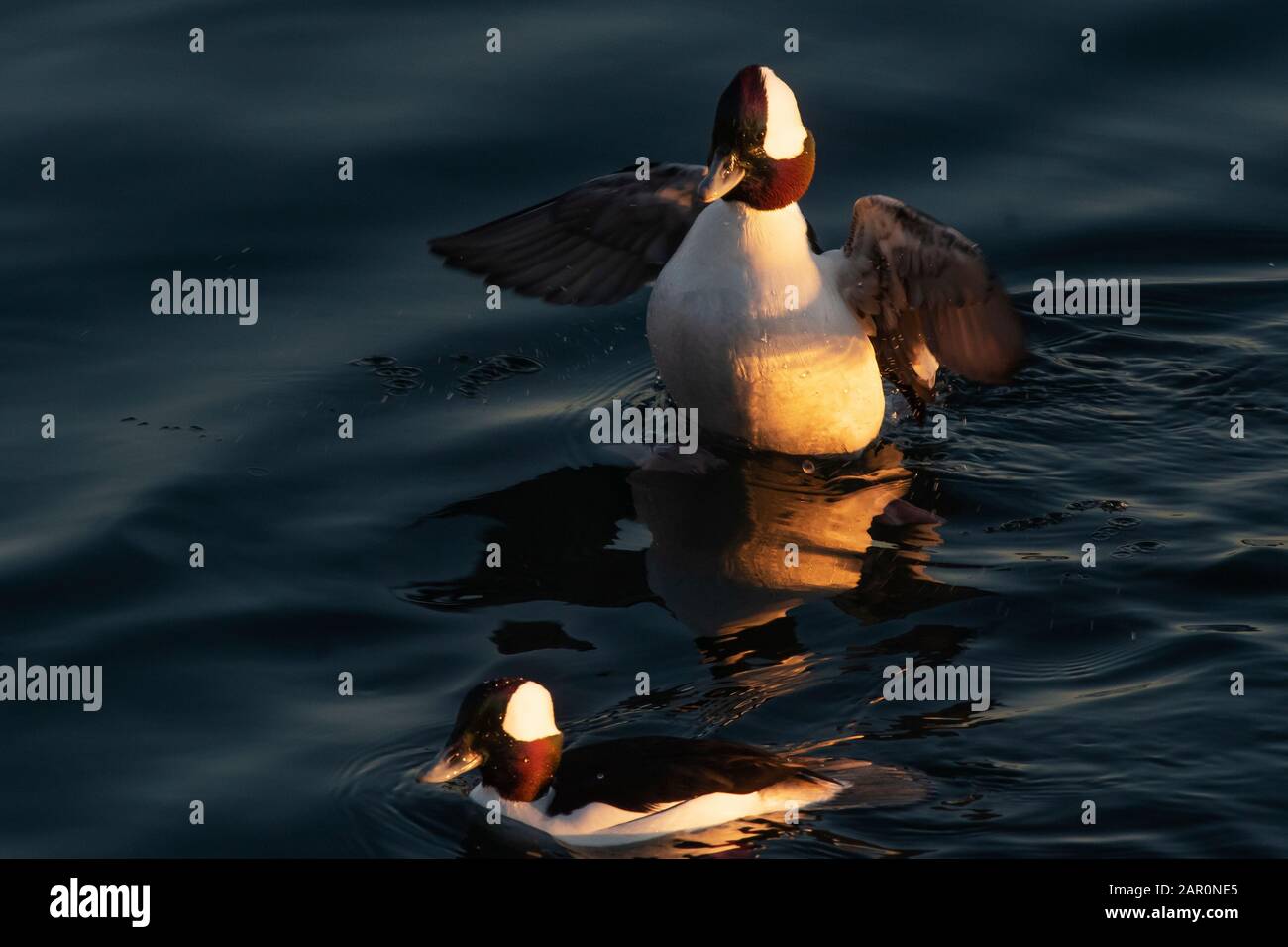 Drake bufflehead ducks at Sheepshead bay Stock Photo - Alamy