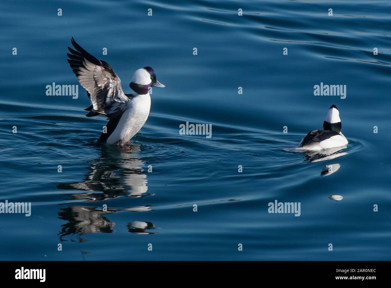 Drake bufflehead duck flapping wings Stock Photo - Alamy