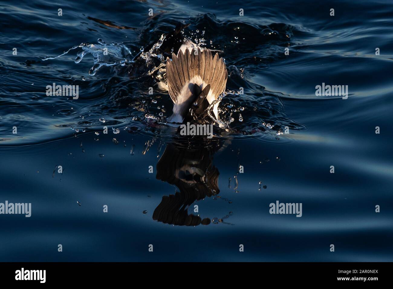 Duck tail hi-res stock photography and images - Alamy