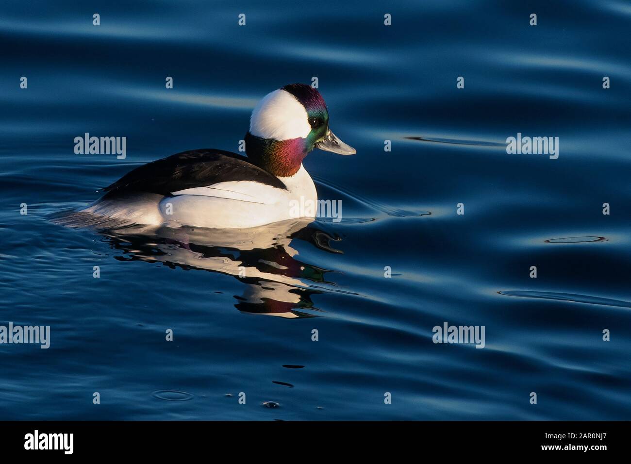 Drake Bufflehead