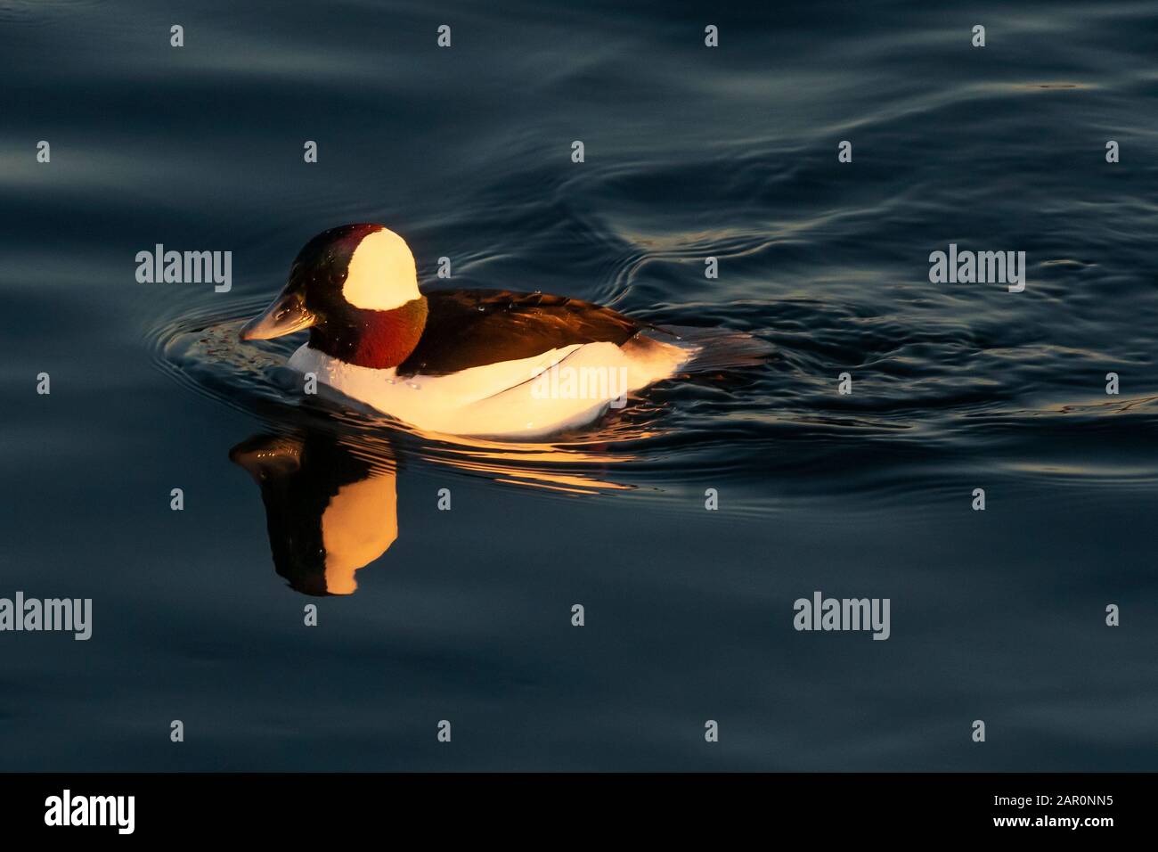 Drake bufflehead duck swimming at Sheepshead bay Stock Photo - Alamy