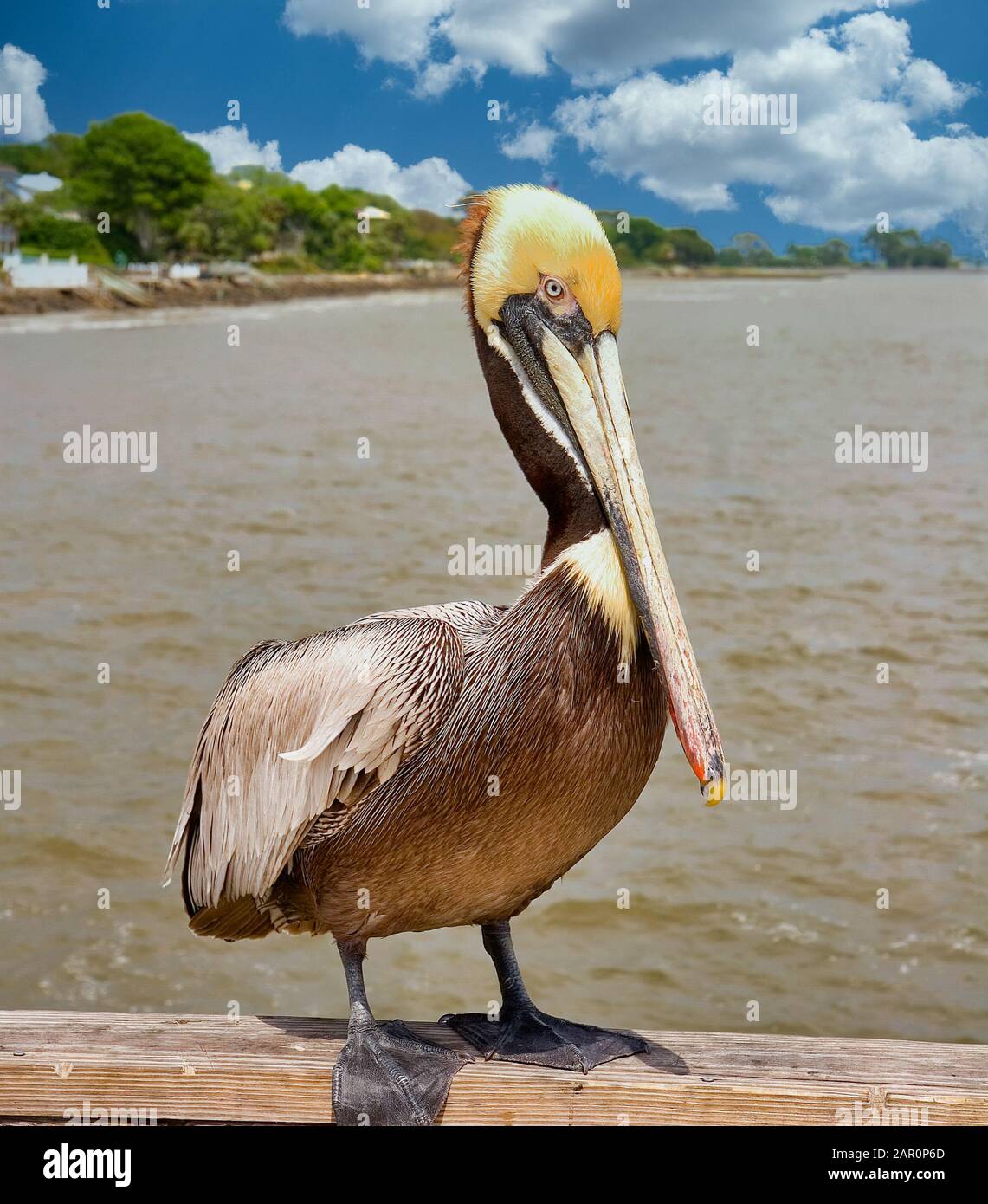 A colorful pelican posing on a pier Stock Photo - Alamy