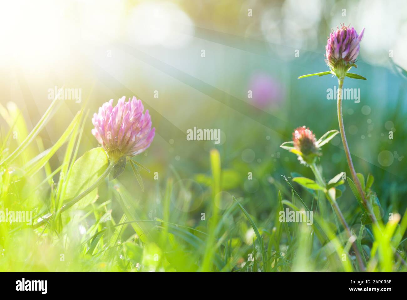 Art Spring Natural Green Background with sun, Clover Flowers Stock ...