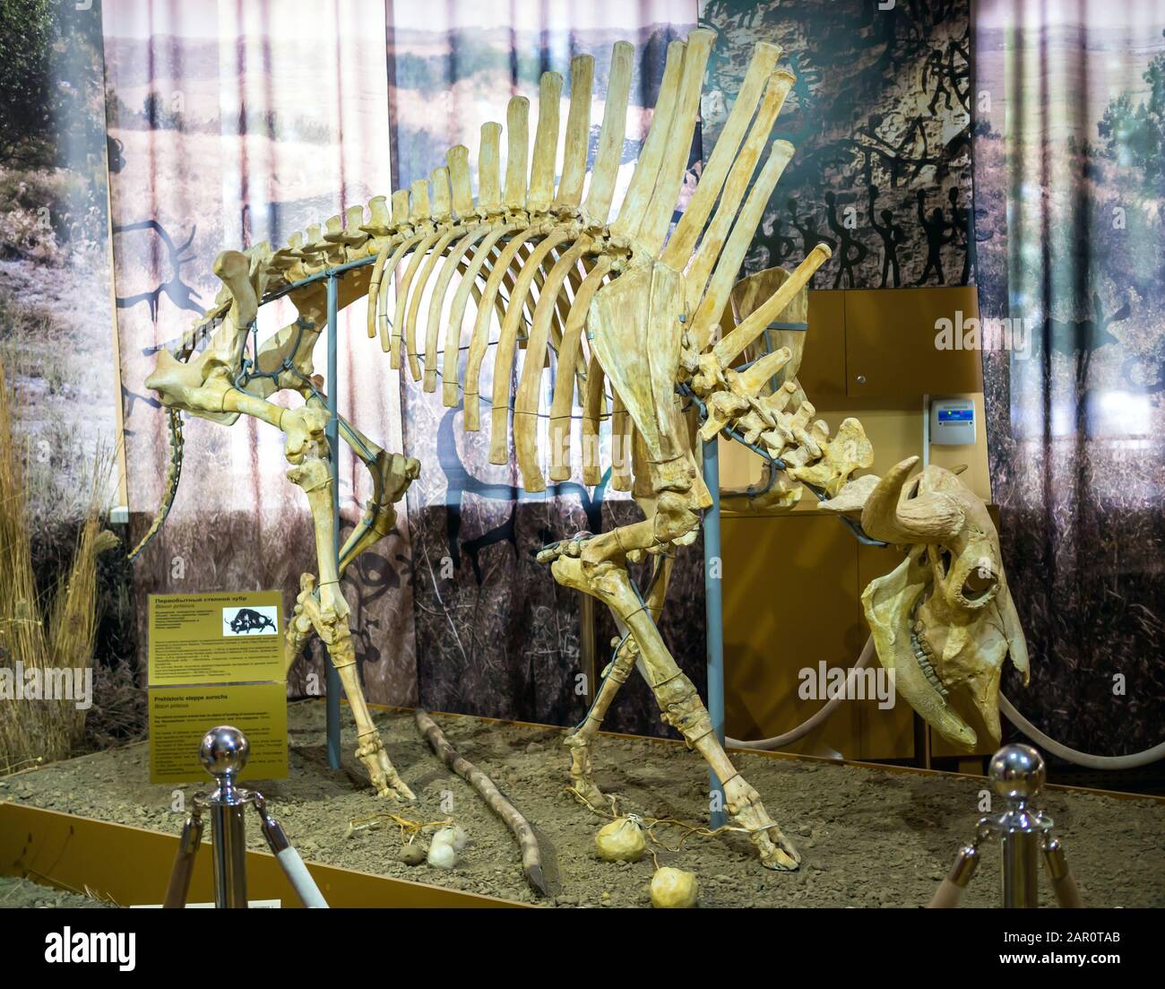 Azov, Russia - July 27, 2019: Primeval steppe bison. Exhibit of the ...