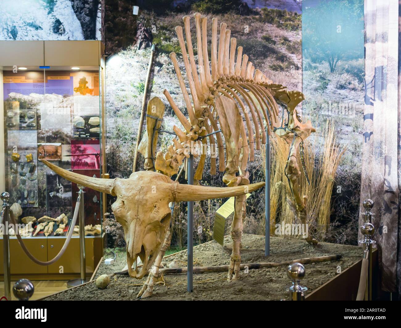 Azov, Russia - July 27, 2019: The skeleton of a primitive steppe bison ...