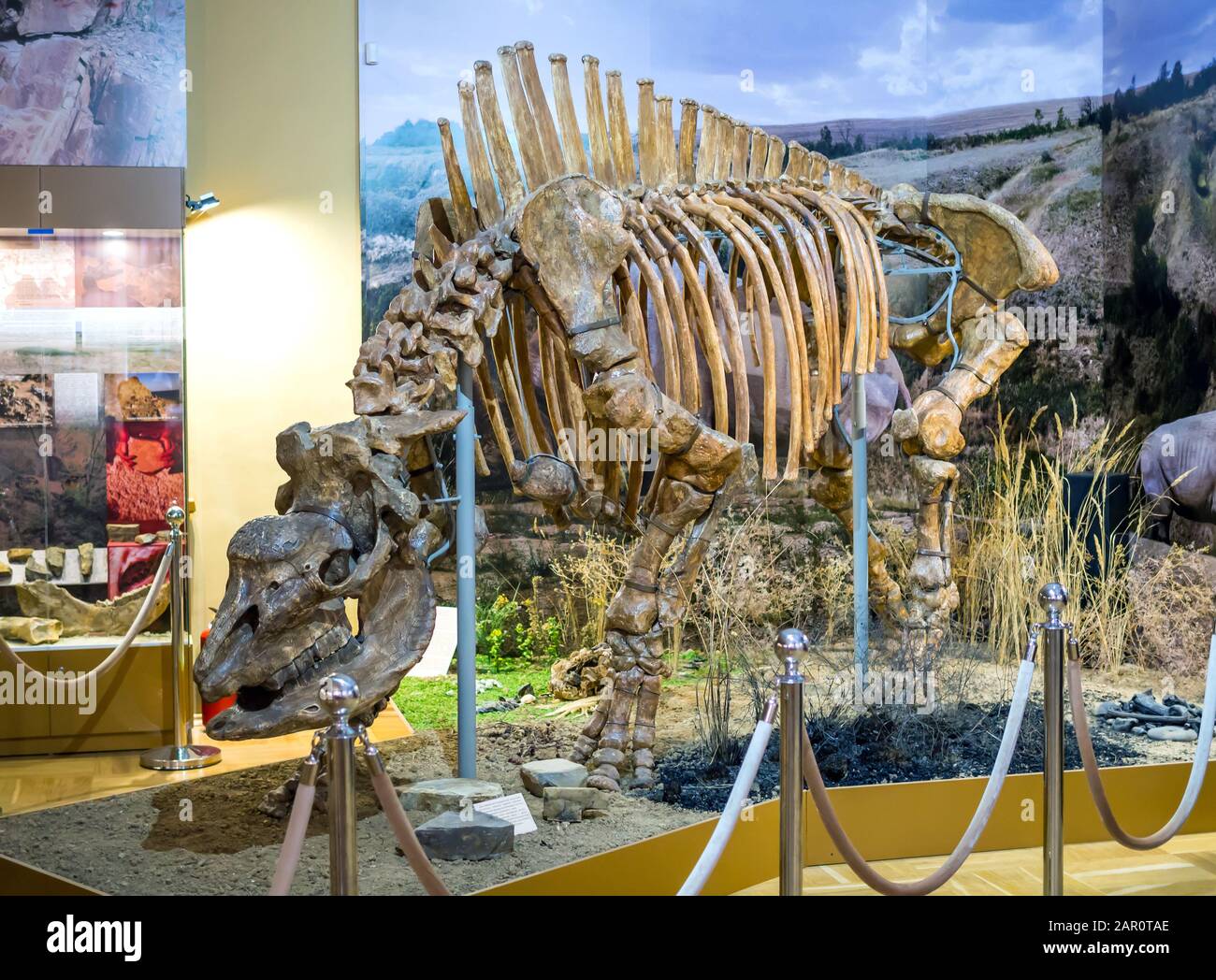 Elasmotherium hi-res stock photography and images - Alamy