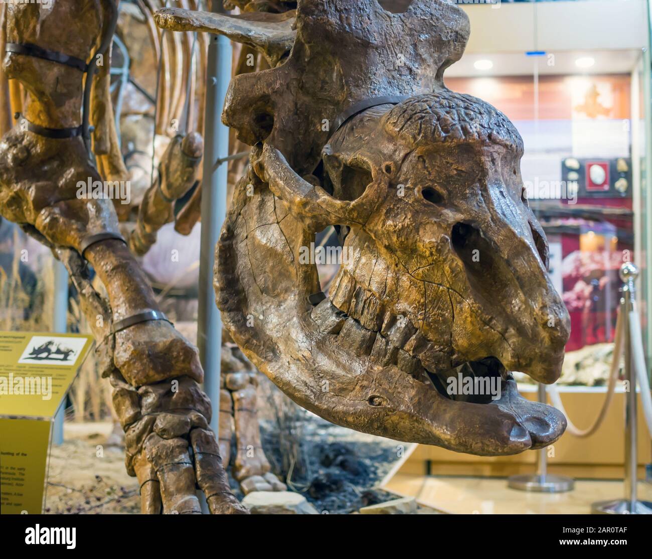 Elasmotherium Skeleton
