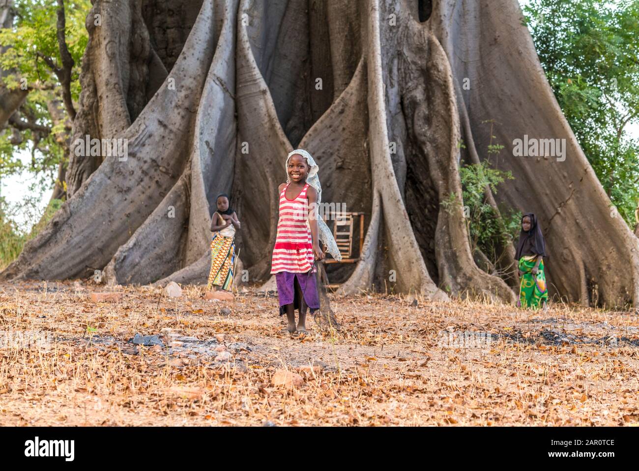 Giant kapok tree hi-res stock photography and images - Alamy