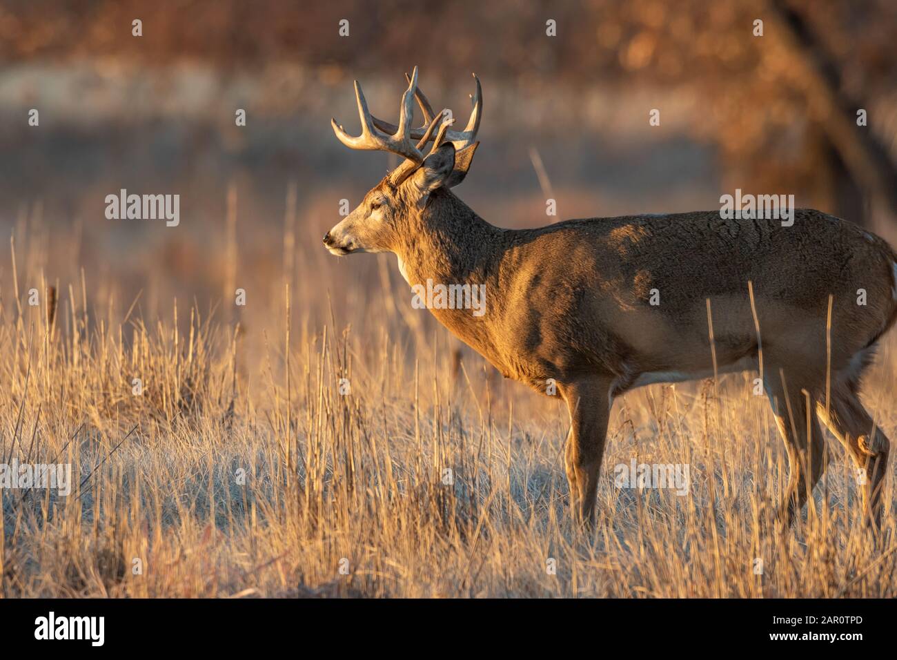 WhitetailDeer Buck in Fall in Colorado Stock Photo - Alamy