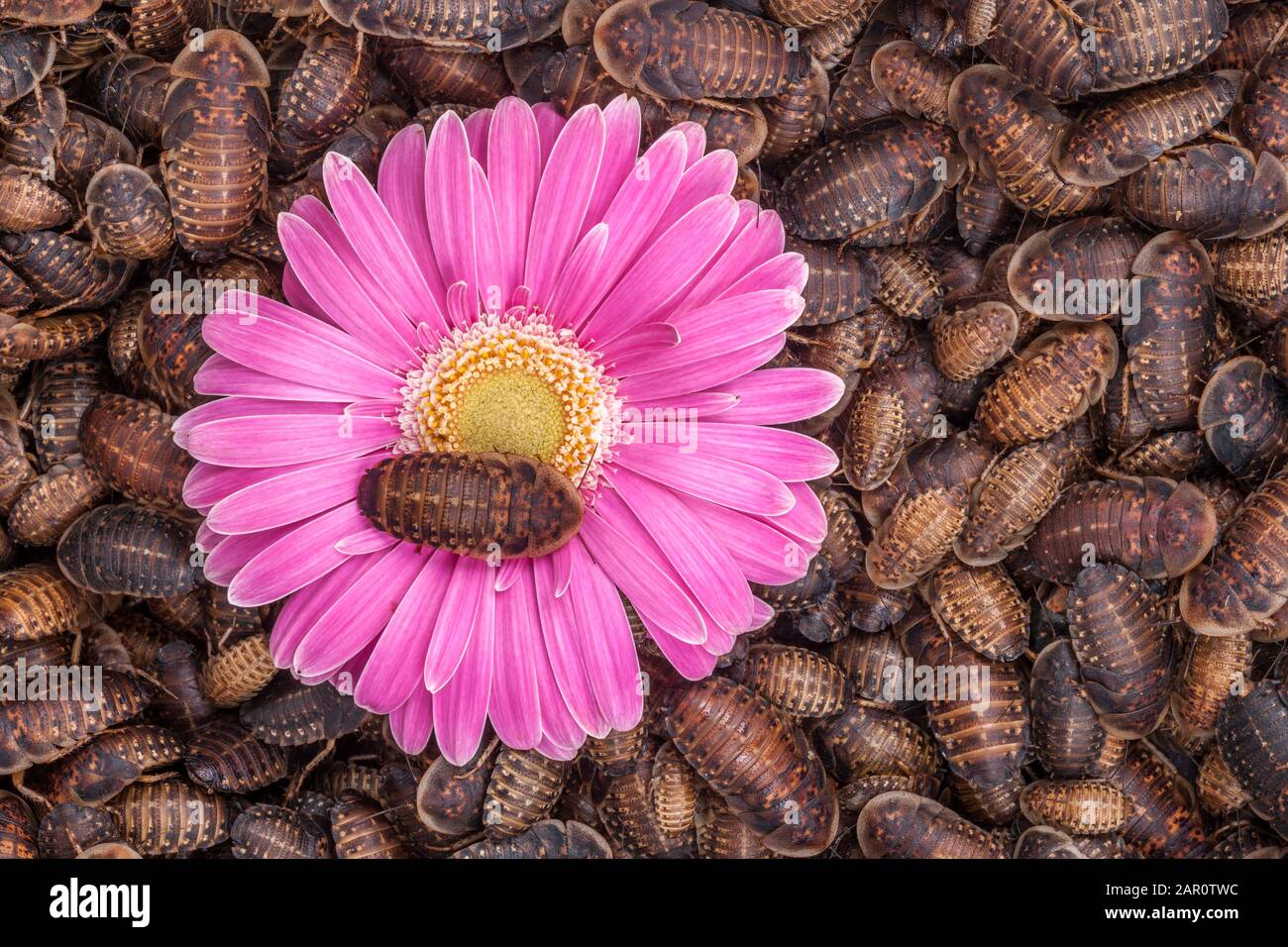 Cockroach nymphs hi-res stock photography and images - Alamy