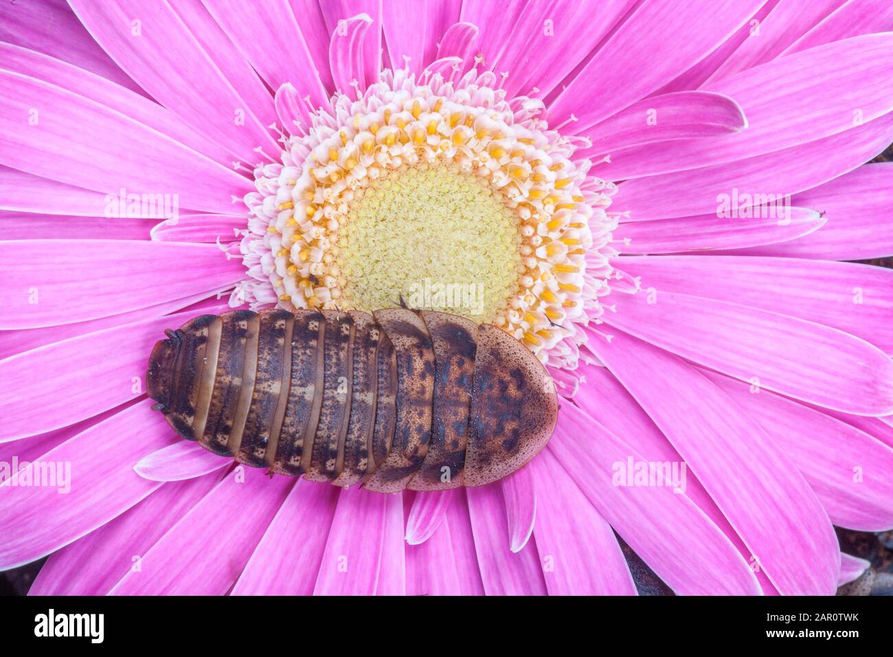 Single pink GERBERA DAISY aka TRANSVAAL DAISY with a single orange ...