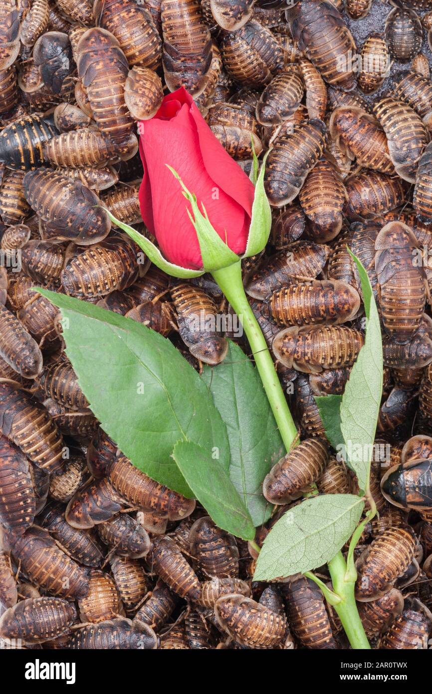 Orange spotted cockroach hi-res stock photography and images - Alamy