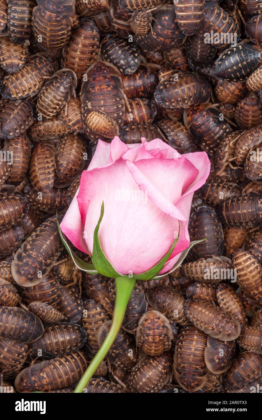 Single PINK ROSE surrounded by orange spotted roaches (Blaptica dubia ...